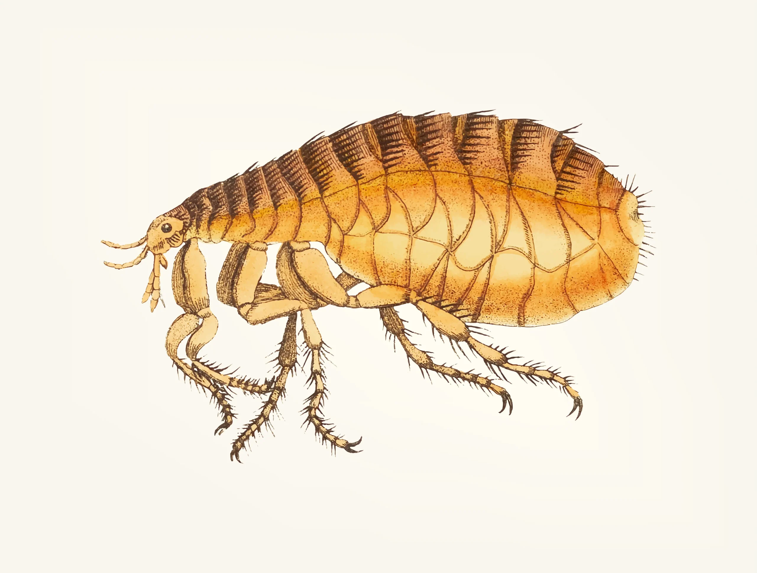 Pulgas // Espécies, Locais, Doenças, Ciclo de vida das pulgas